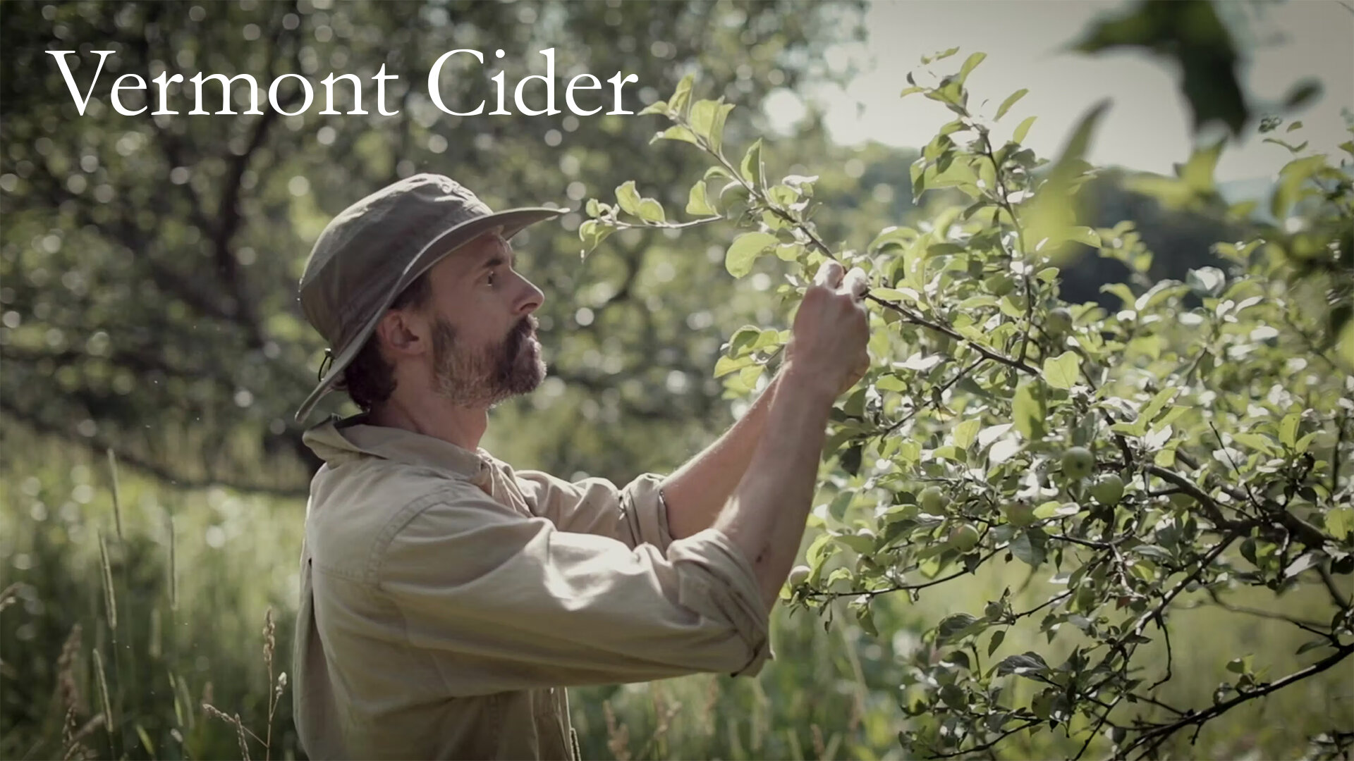 Vermont Cider | Shortverse