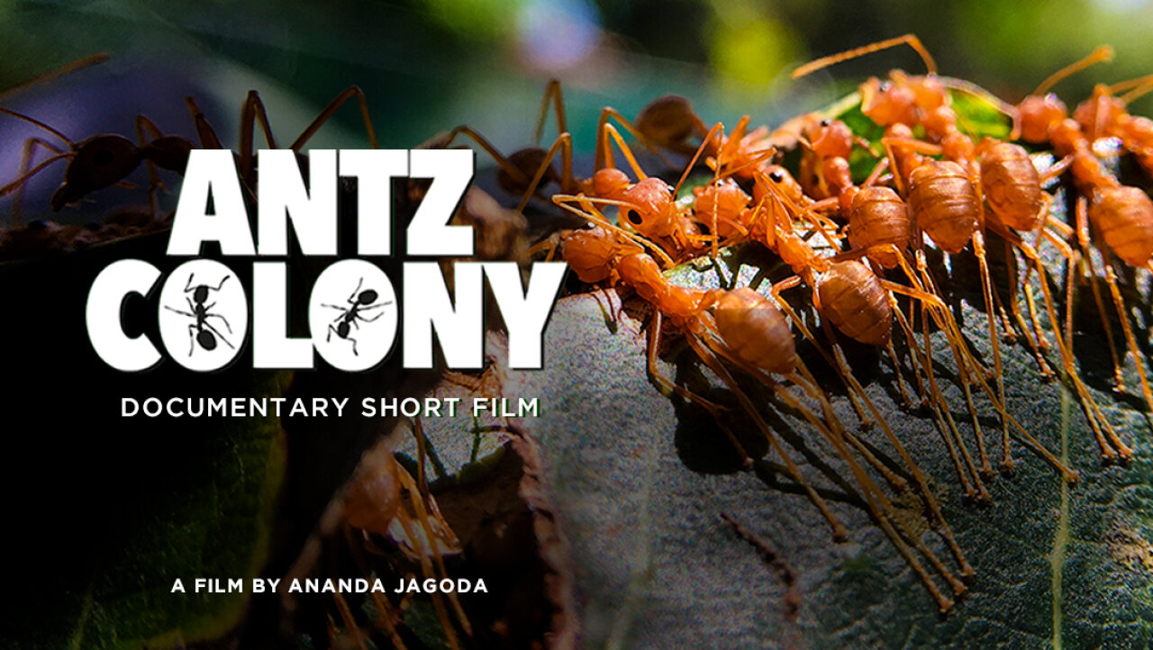 ANTZ COLONY | Shortverse