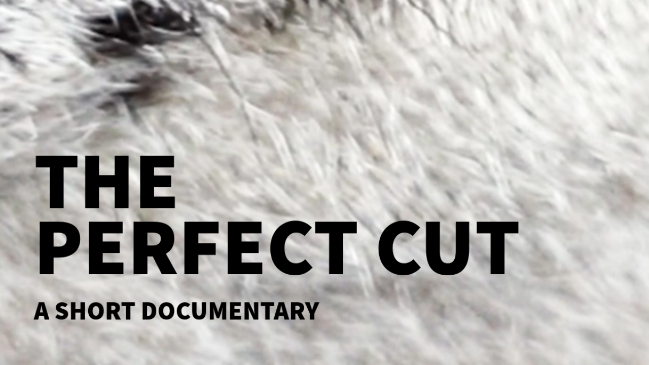 The Perfect Cut | Shortverse