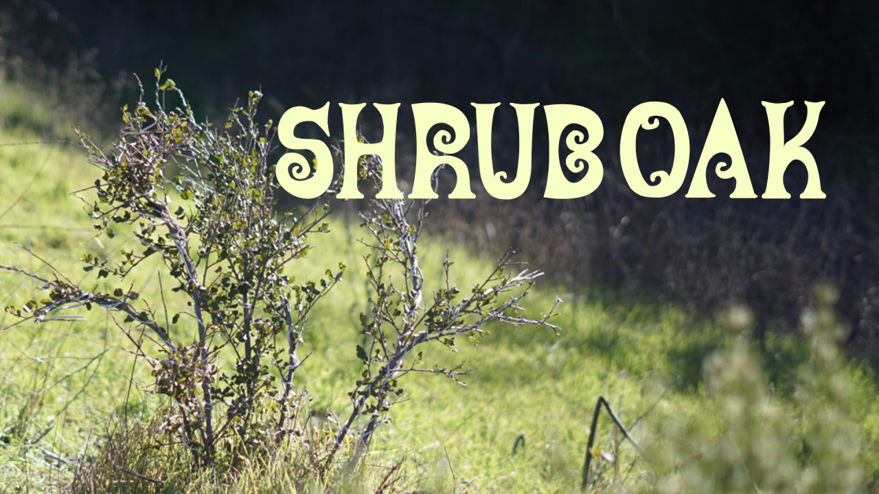 Shrub Oak | Shortverse